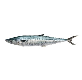 Surmai King Fish - 500 gm to 1 kg